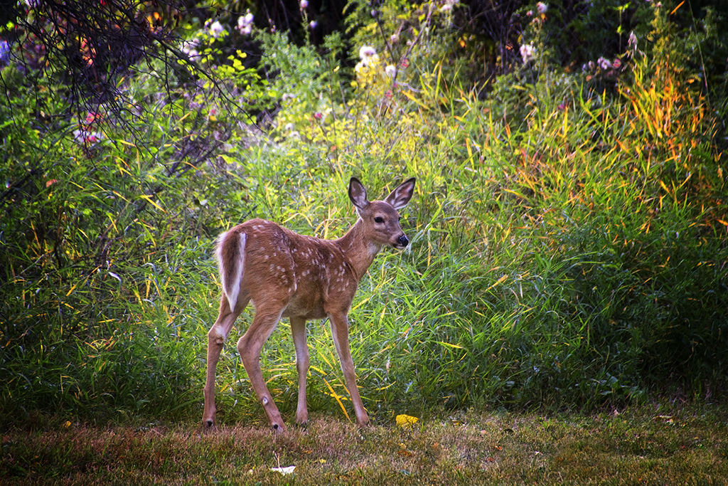 River Fawn – Scenic Montana